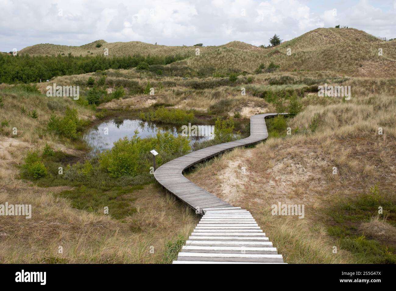 Log paved path through the dune landscape, Amrum island Stock Photo - Alamy