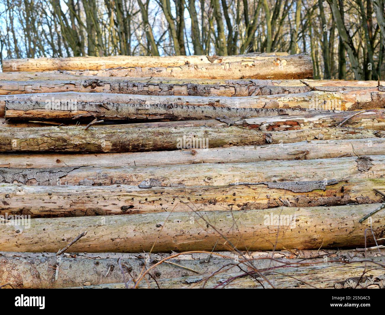 Wood storage in the forest. After felling, the logs are stored at the ...