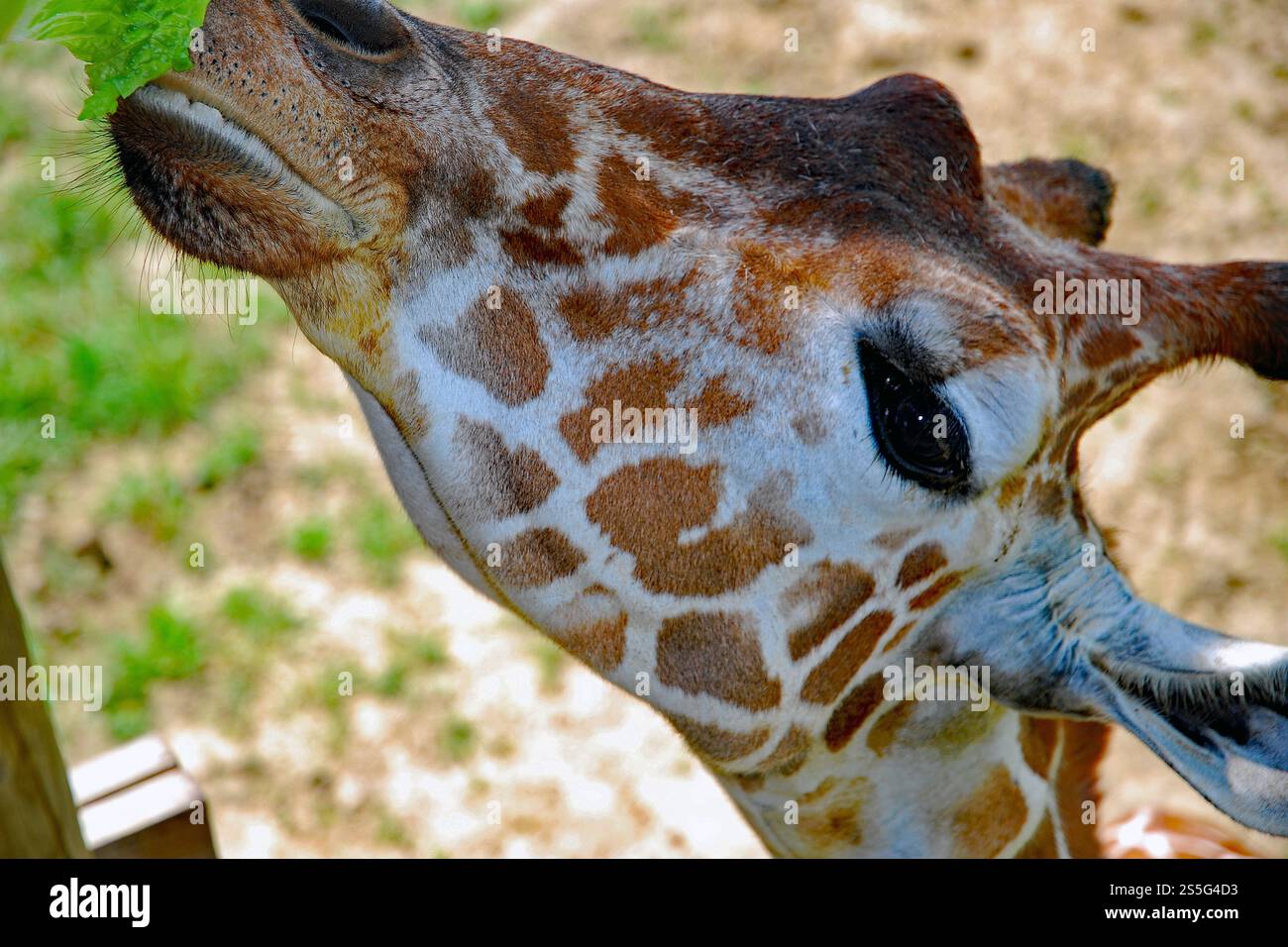 Close up of the face of a giraffe eating tree foliage Stock Photo - Alamy