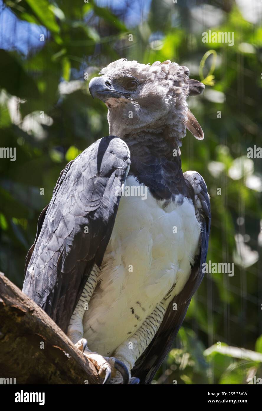 Harpy Eagle, Harpia harpyja, one adult in captivity, Parque das Aves ...