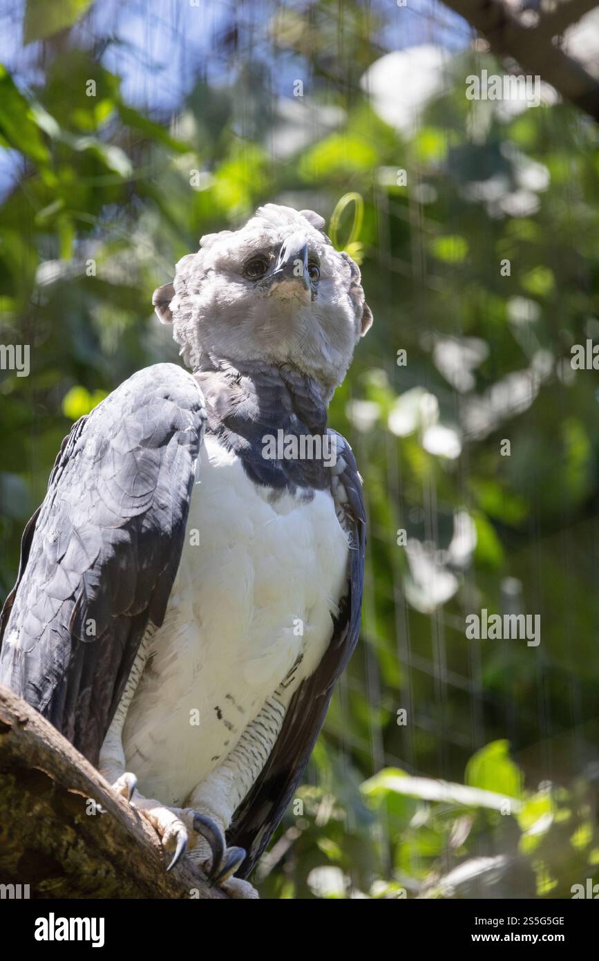 Harpy Eagle, Harpia harpyja, one adult in captivity, Parque das Aves ...