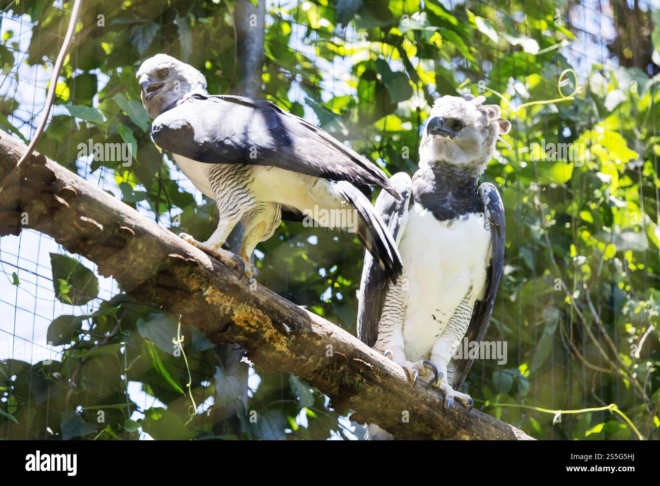 Pair of Harpy Eagles, Harpia harpyja, two adults in captivity, Parque das Aves bird park, Iguazu ...