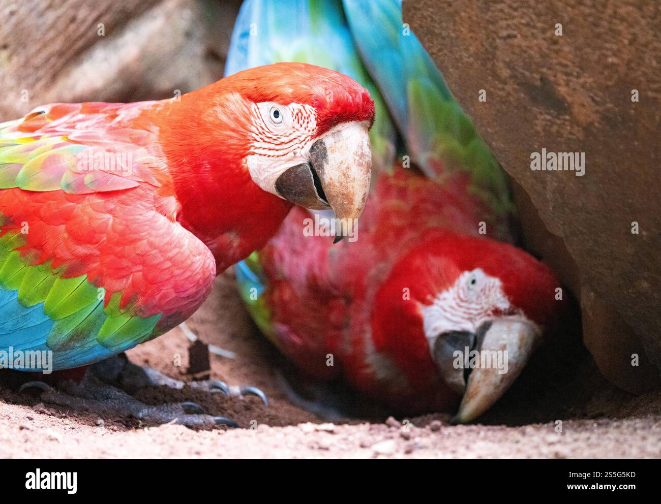 Scarlet Macaw, Ara macao, two large colorful parrots, digging with ...