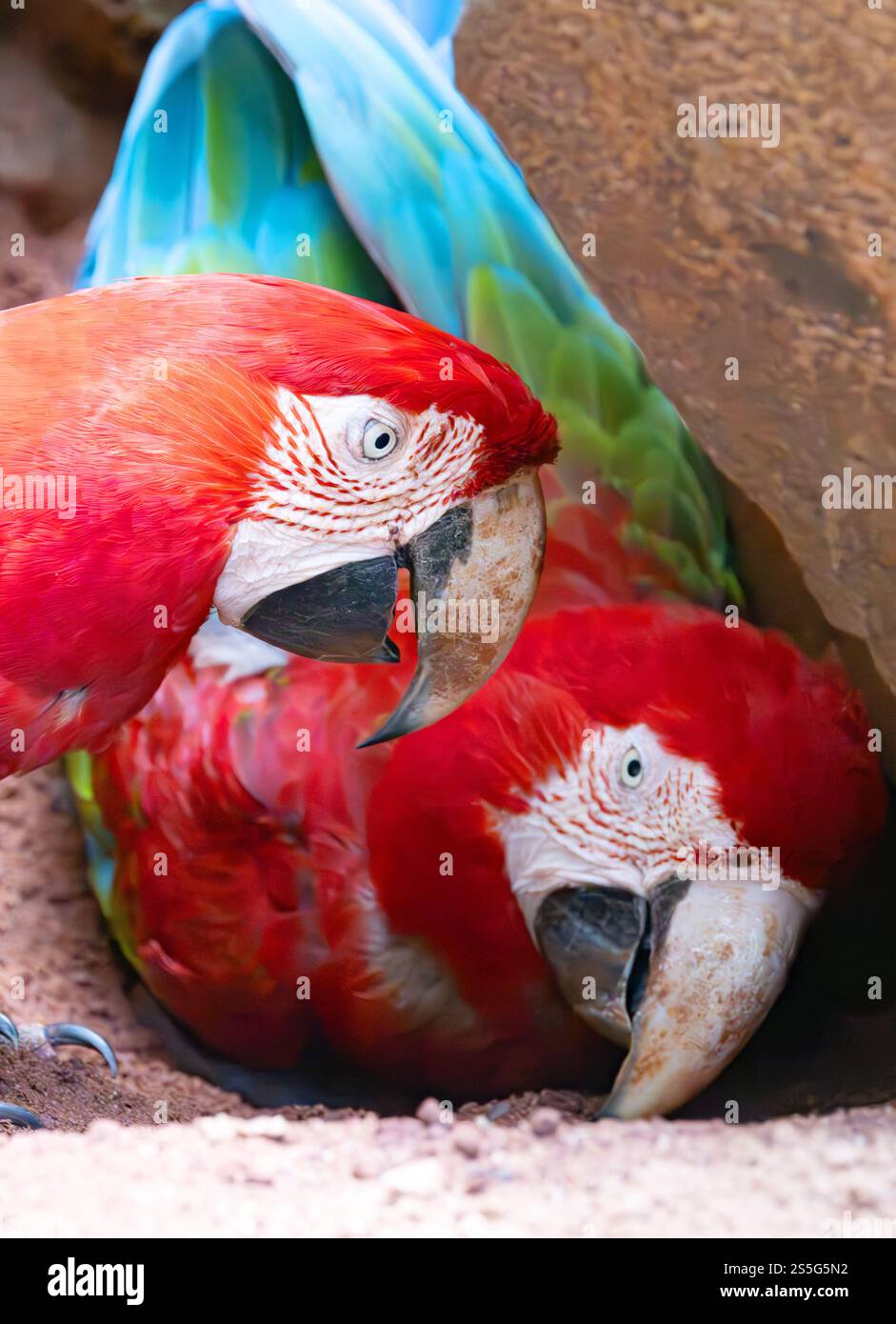 Example animal hi-res stock photography and images - Alamy