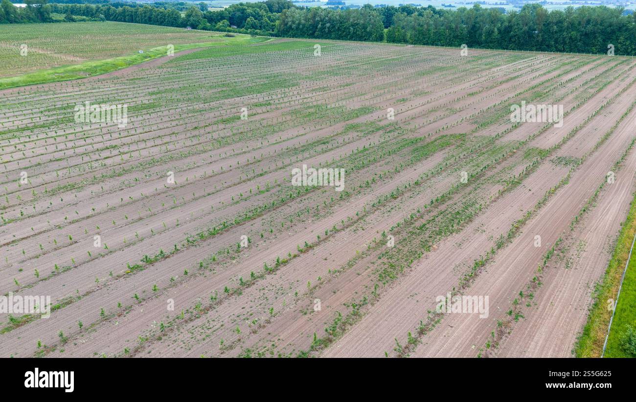 Aerial view of a young tree plantation with evenly spaced rows of ...
