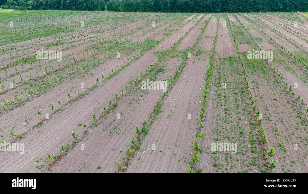 Aerial view of a young tree plantation with evenly spaced rows of ...