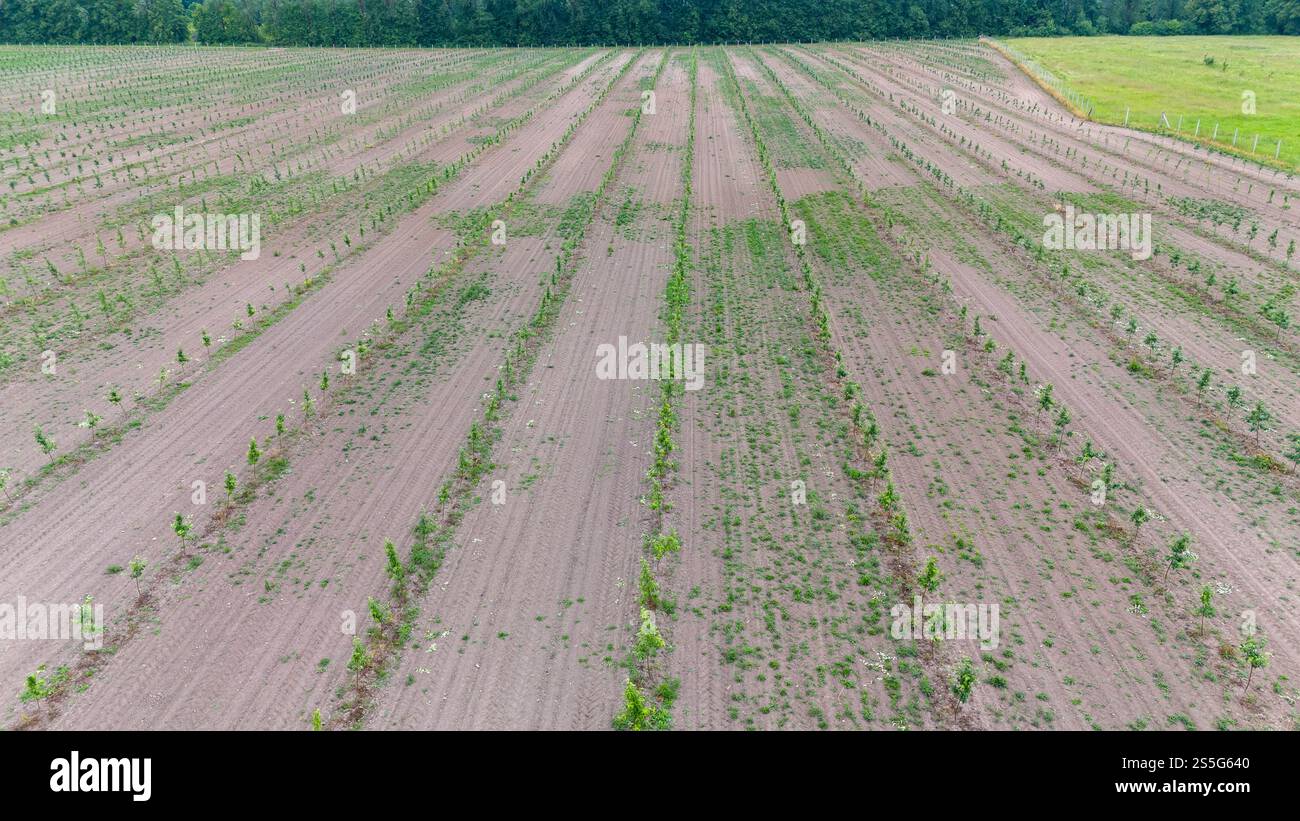 Aerial view of a young tree plantation with evenly spaced rows of ...