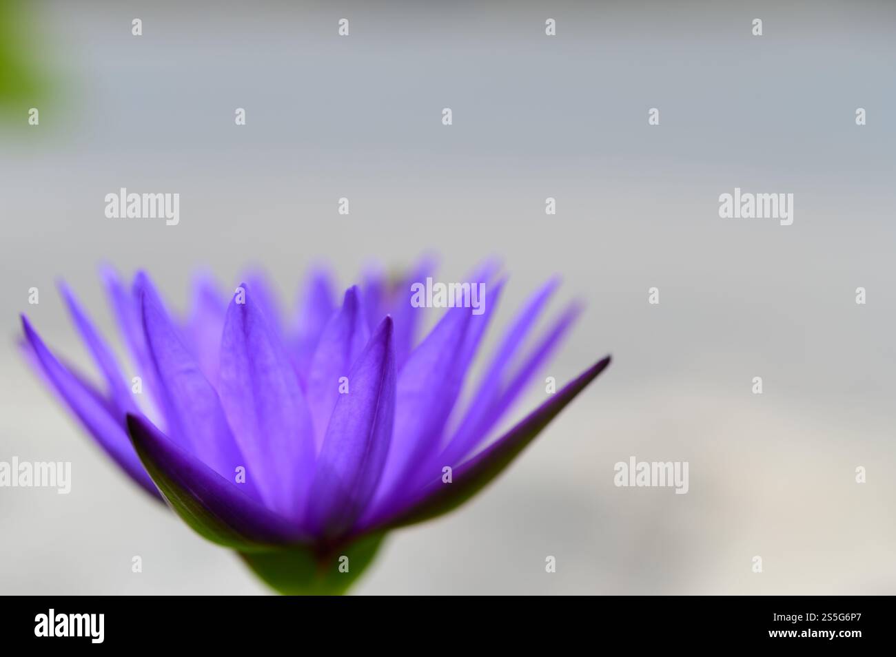 One purple lotus flower,selective focus Stock Photo - Alamy