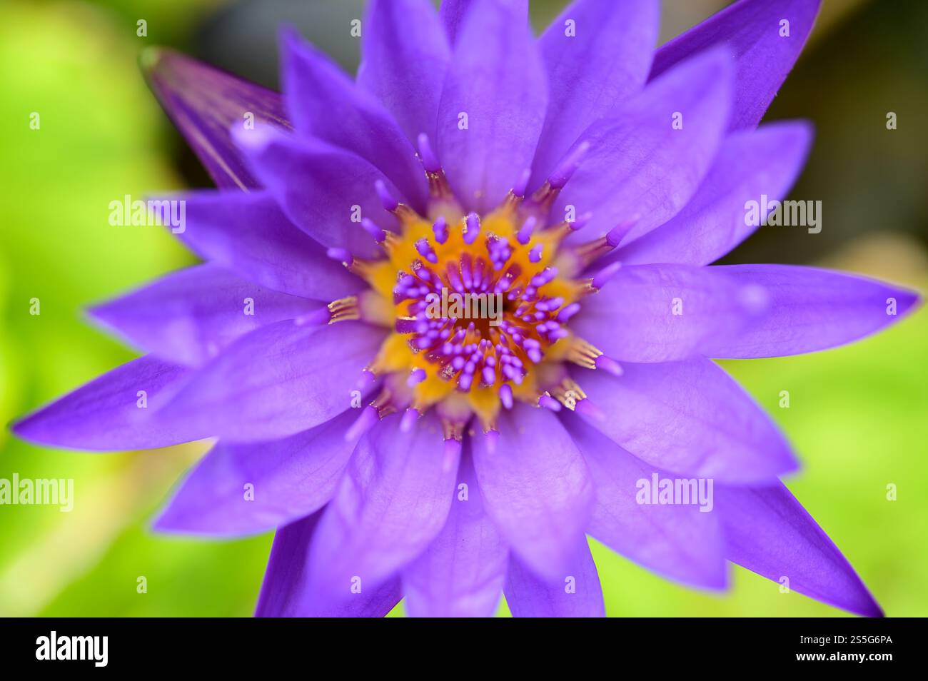 Purple lotus one beautiful flower hi-res stock photography and images ...