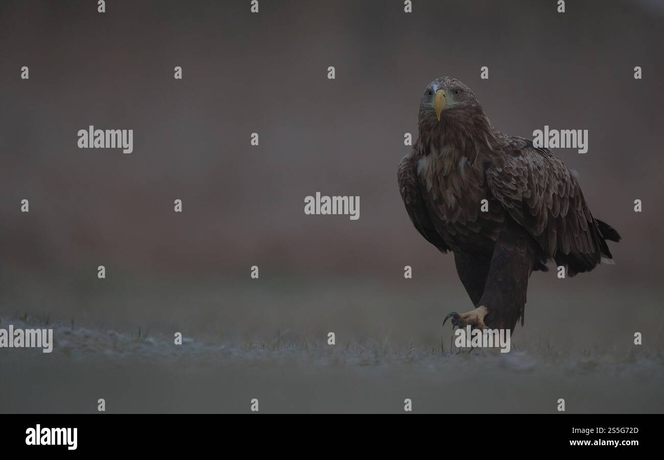White tailed eagle portrait determined Stock Photo - Alamy