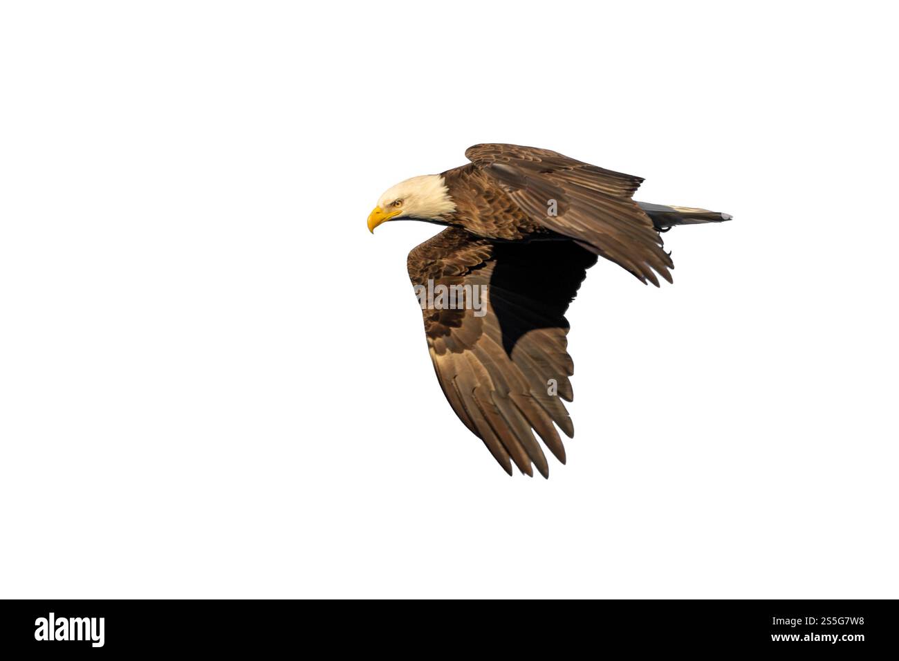 Flapping its wings in a downward motion, a bald eagle flies in the sky ...