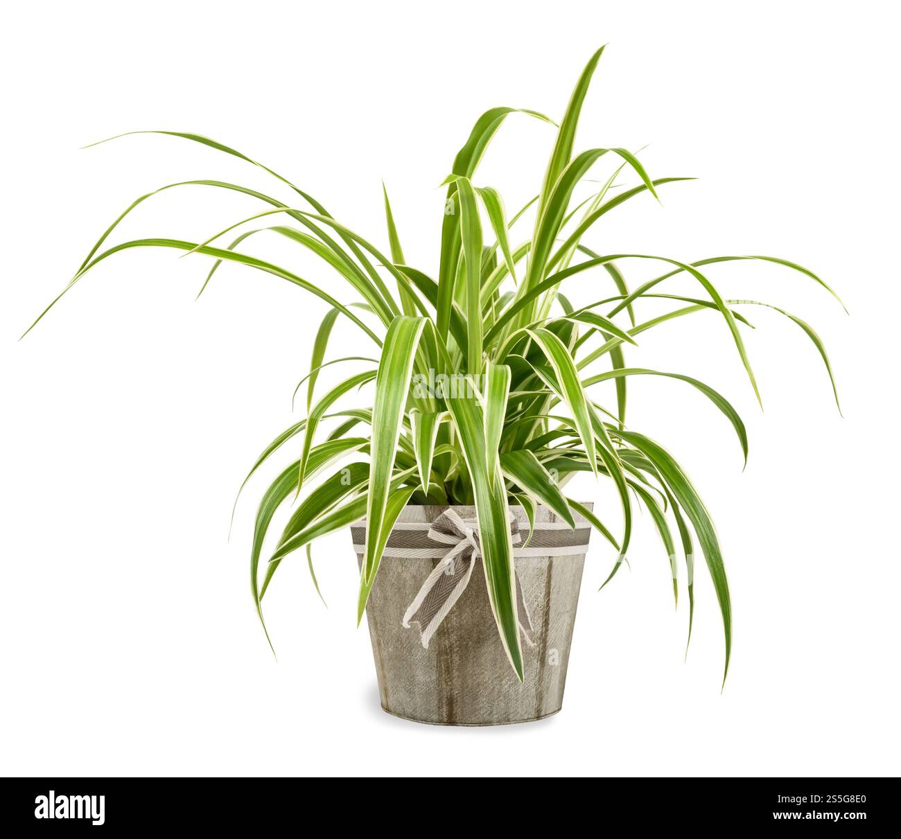 Spider with leaves Cut Out Stock Images & Pictures - Alamy