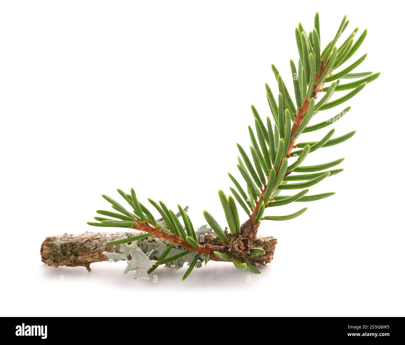 Spruce branch isolated on white Stock Photo - Alamy