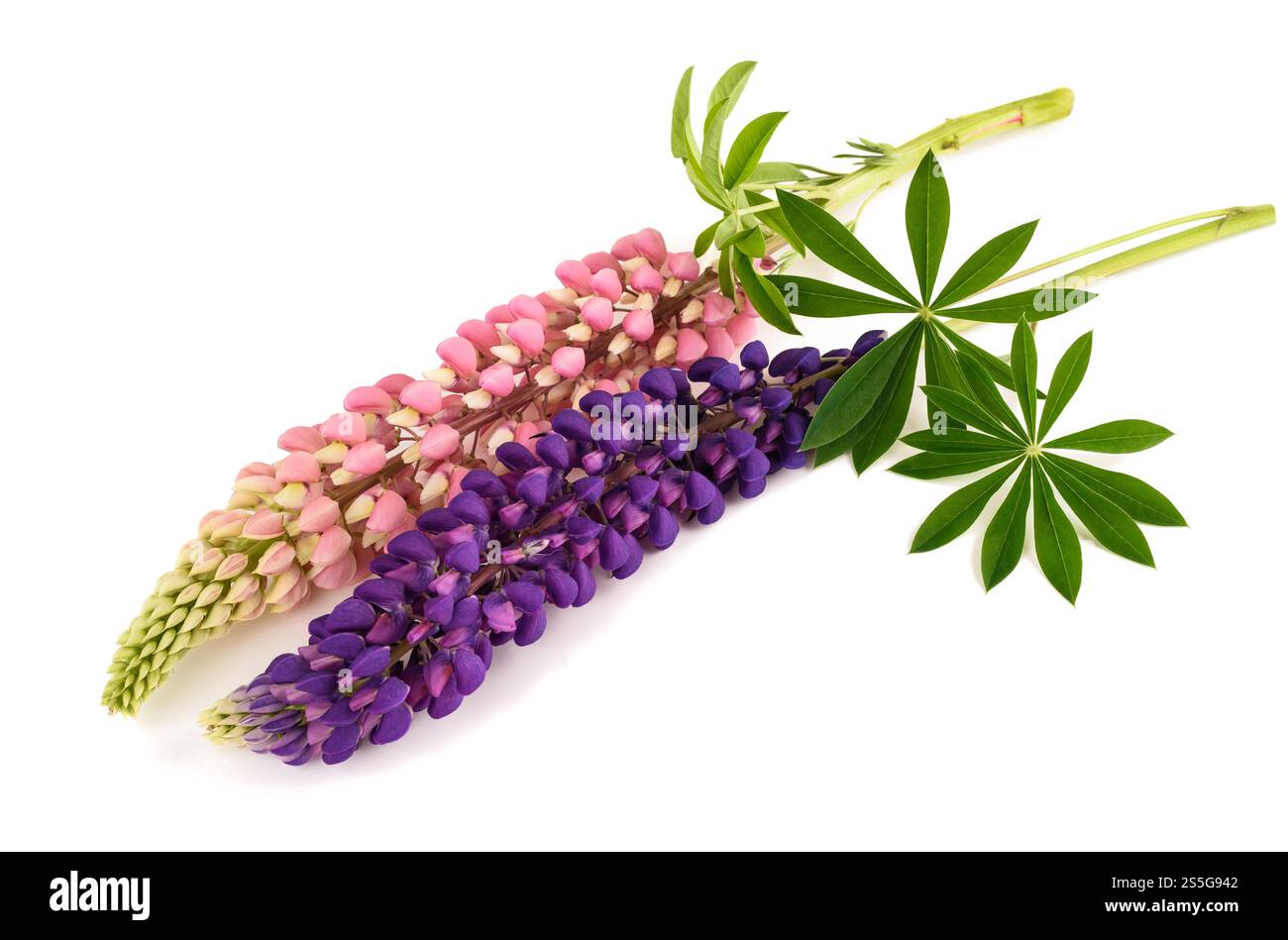 Lupin flowers with leaves isolated on white background Stock Photo - Alamy