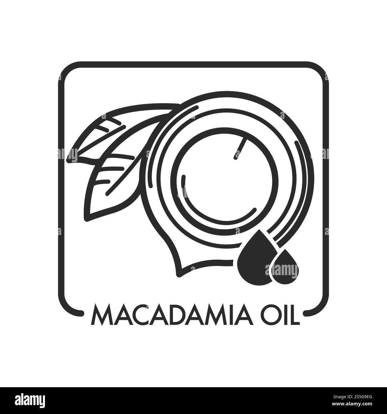 Macadamia oil special ingredient used in cosmetology and spa salons for ...