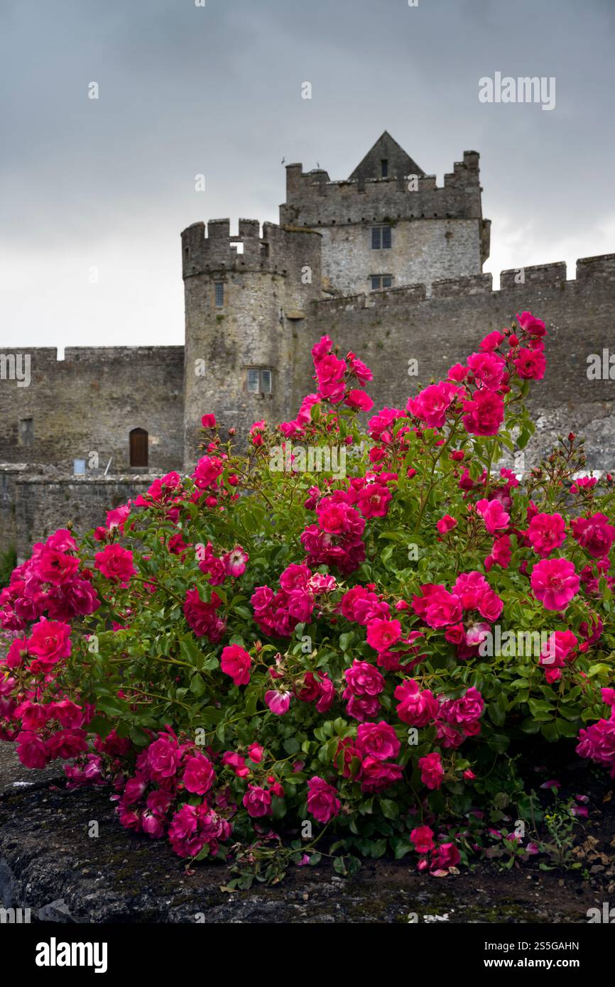 Red roses growing in front of Cahir castle in county Tipperary, Ireland ...
