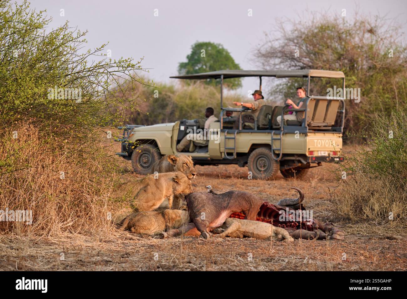 tourists in a safari car watching a pride of lioness (Panthera leo) at ...