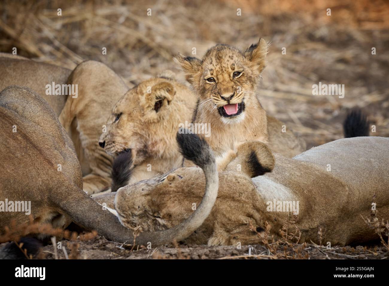 pride of lioness (Panthera leo) with cubs South Luangwa National Park ...
