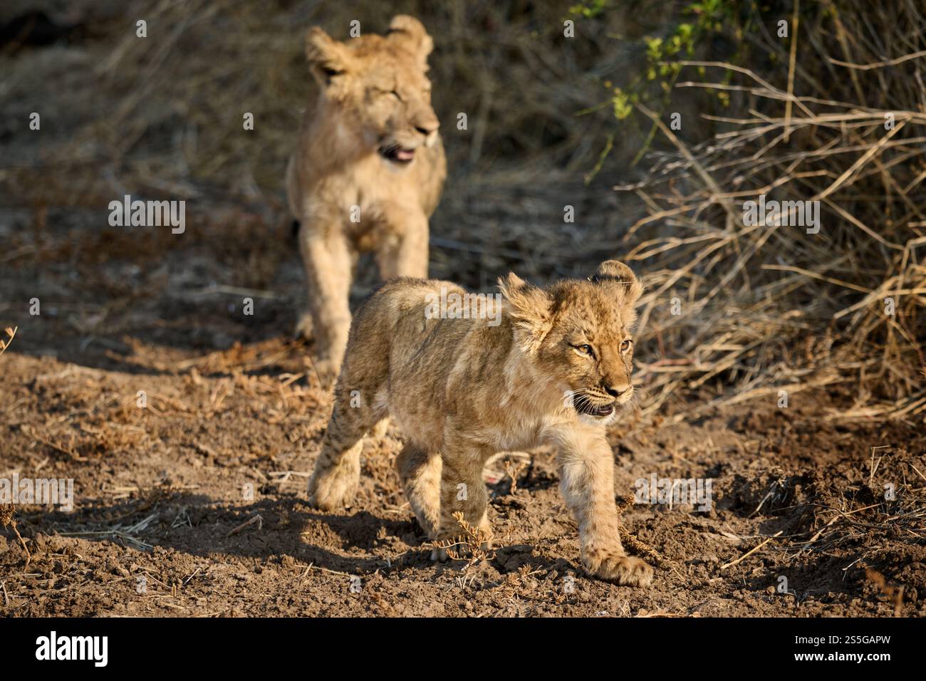 walking lion cub (Panthera leo), South Luangwa National Park, Mfuwe ...