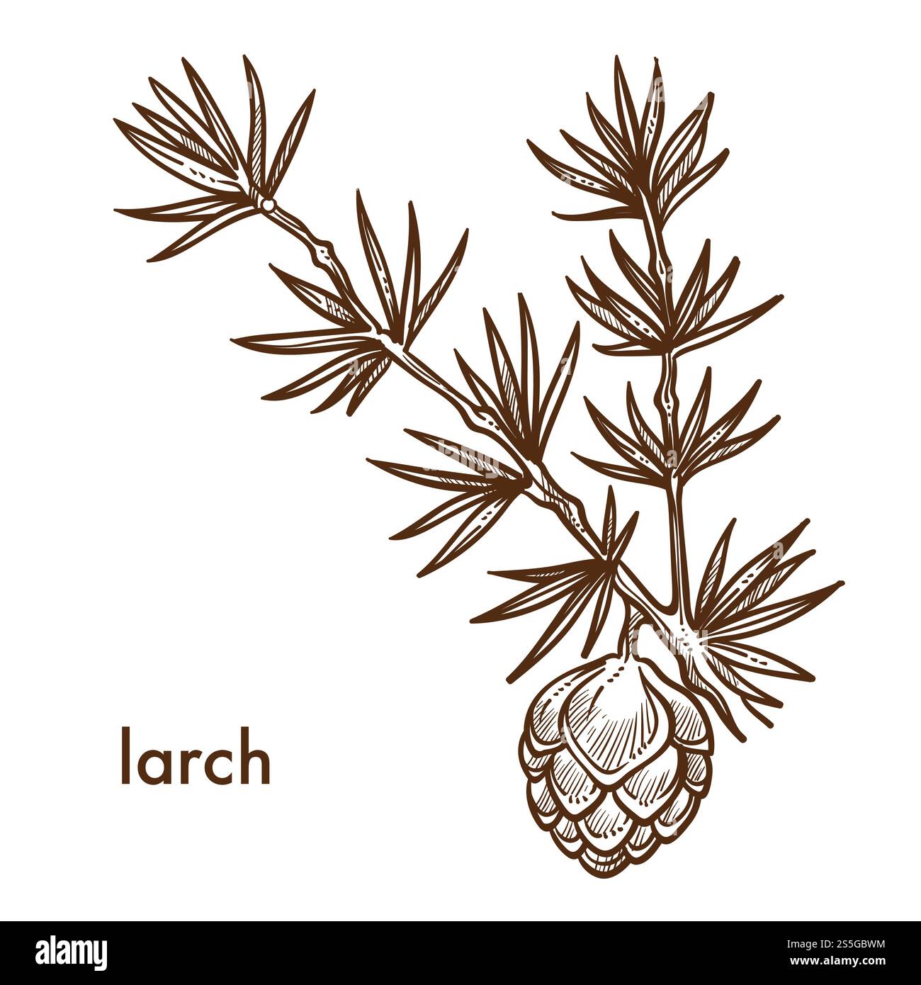 Larch branch of plant with needles and leaves cone vector. Monochrome ...