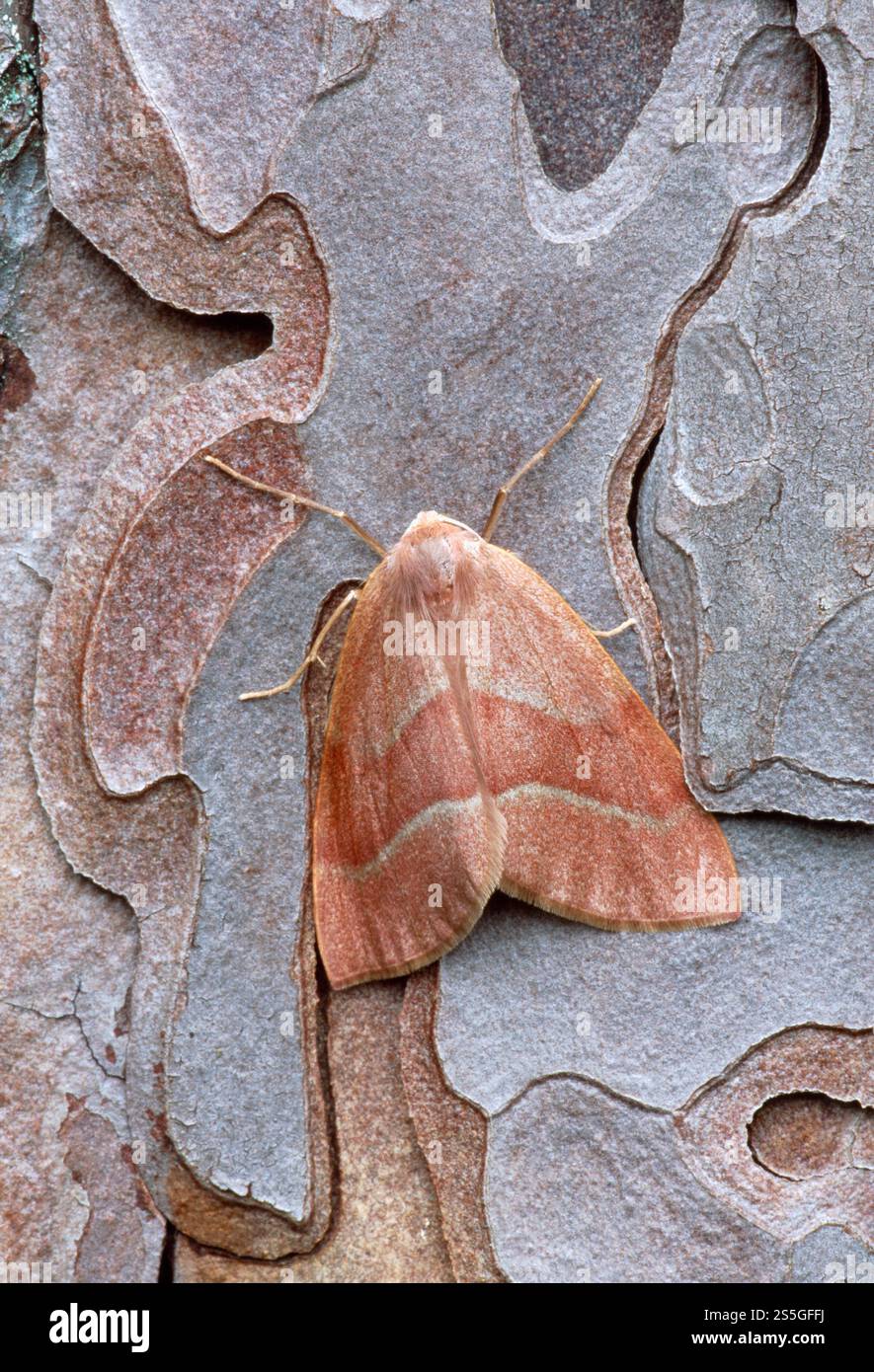 Barred Red Moth (Hylaea fasciaria) resting on the bark of a Scots tree ...