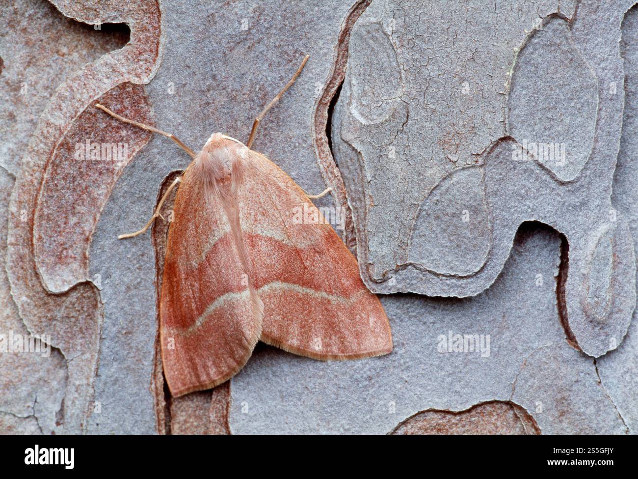 Barred Red Moth (Hylaea fasciaria) resting on the bark of a Scots tree ...