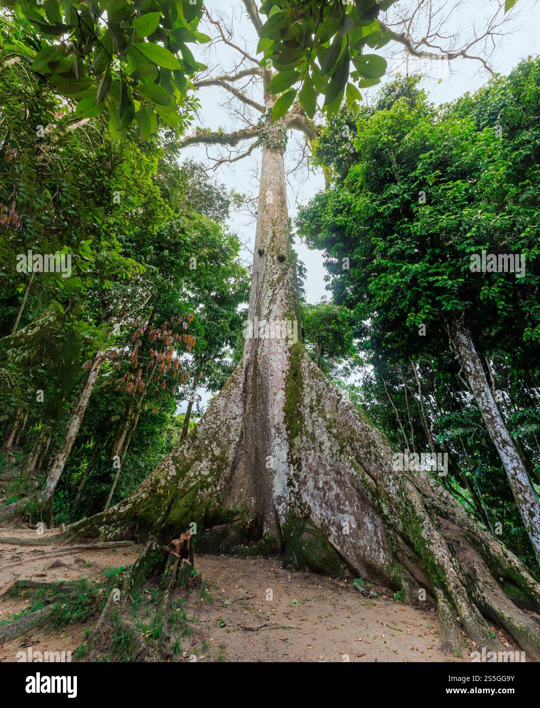 Lupuna tree in the Peruvian Amazon. It can reach 70 meters in height ...