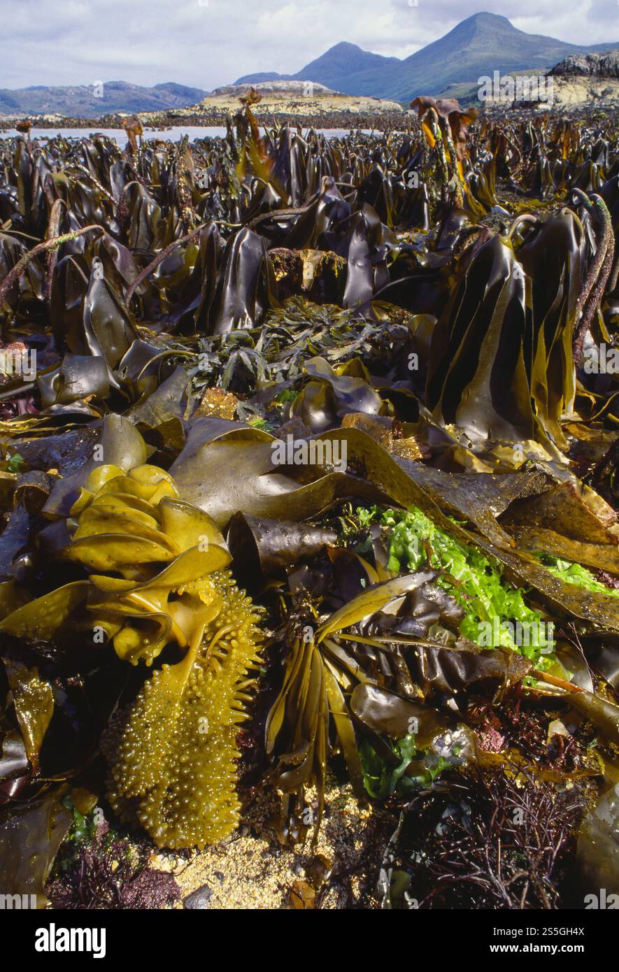 Furbelows Seaweed (Saccorhiza polyschides) showing close-up of base ...