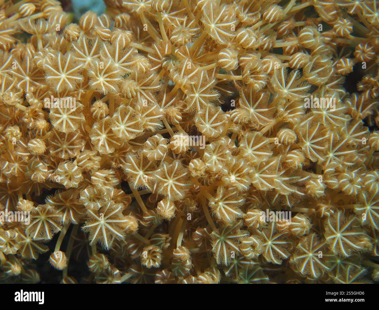 Xenia fuscescens hi-res stock photography and images - Alamy