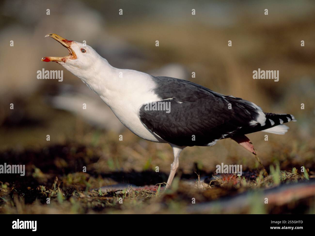 Larus marinus carrion hi-res stock photography and images - Alamy