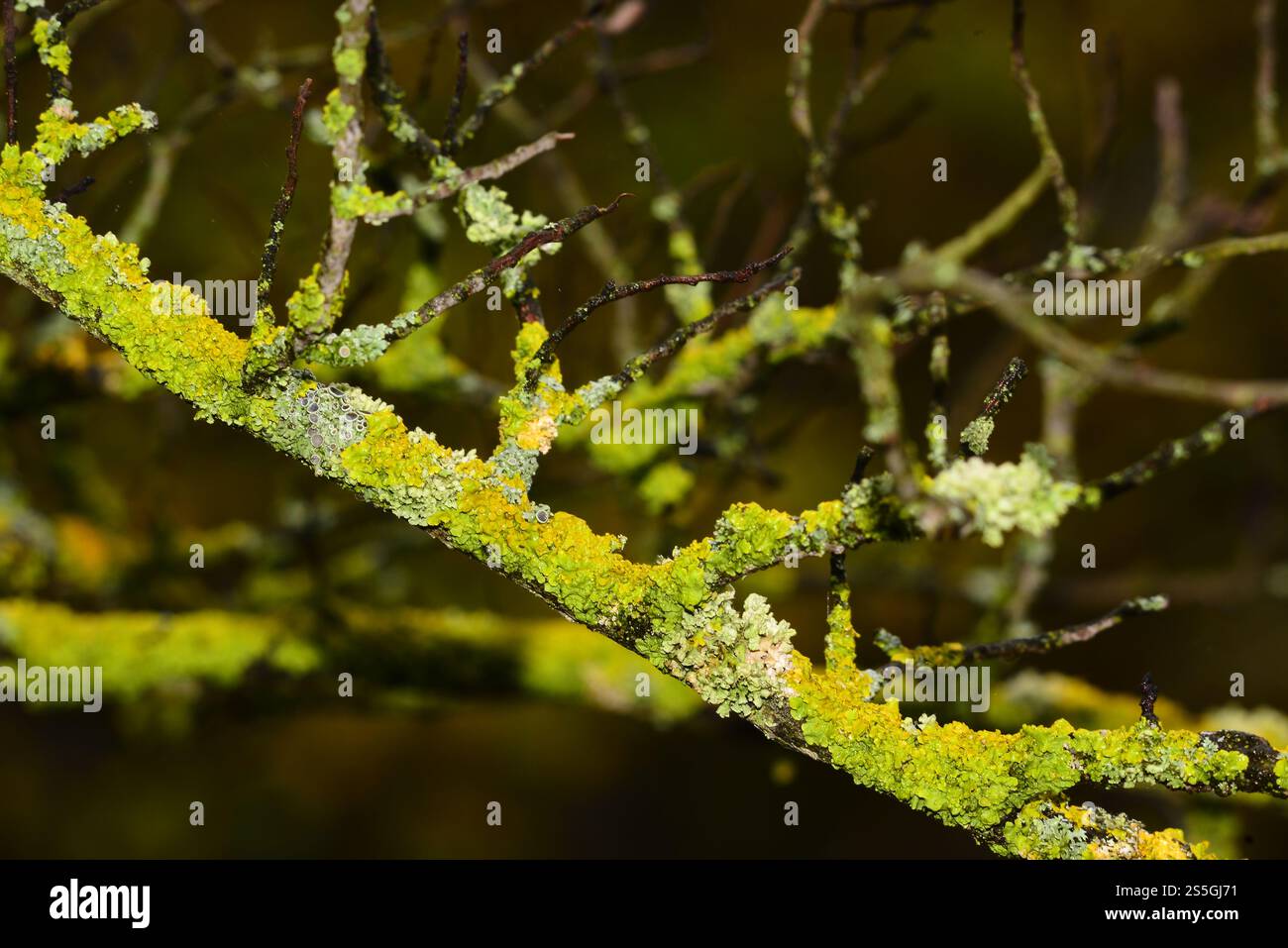 Symbiosis between mosses and lichens on a tree branch Stock Photo - Alamy