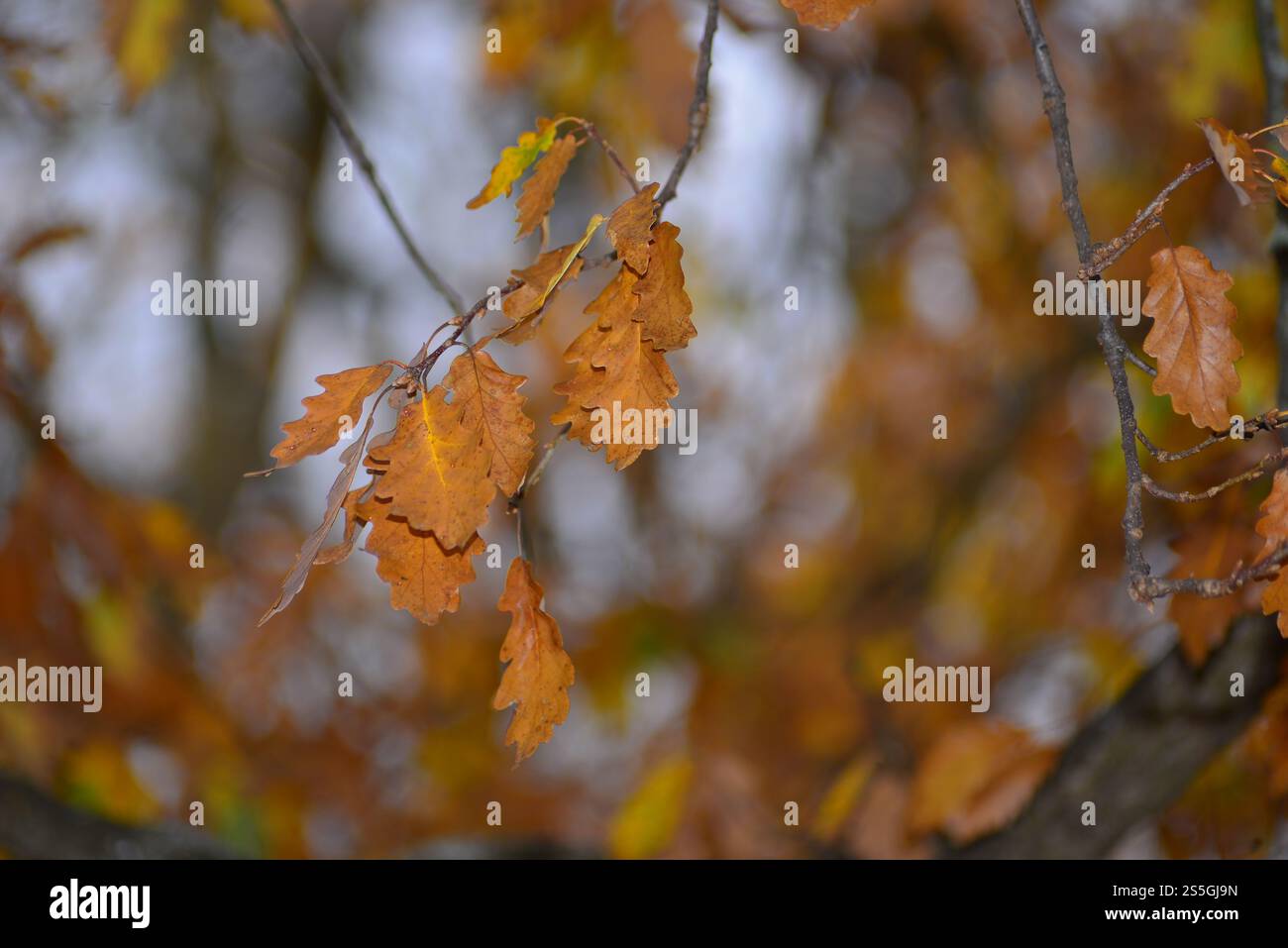 Oak leaves rain hi-res stock photography and images - Alamy
