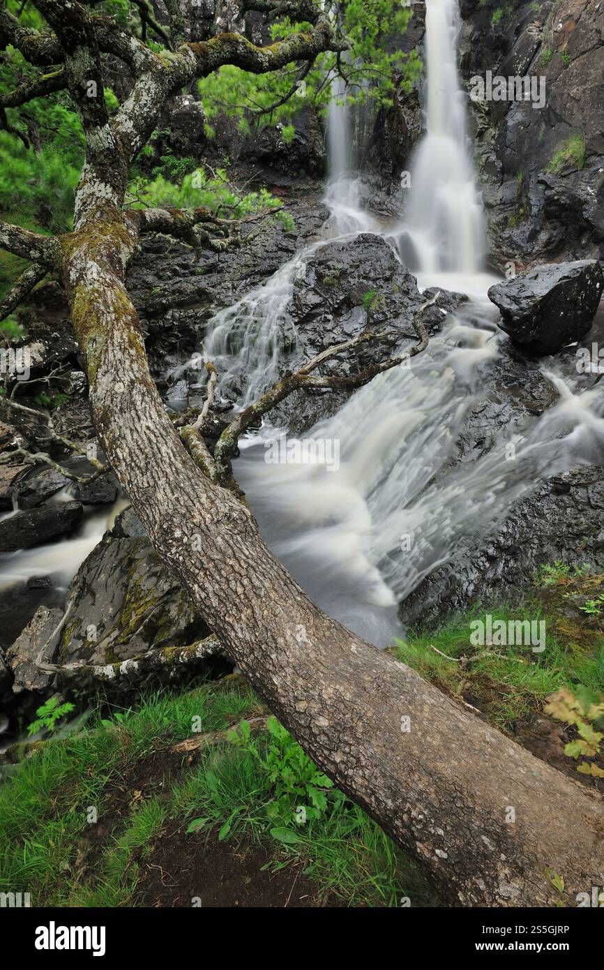 Eas Fors waterfall, with surrounding sessile oak trees (Quercus petraea ...