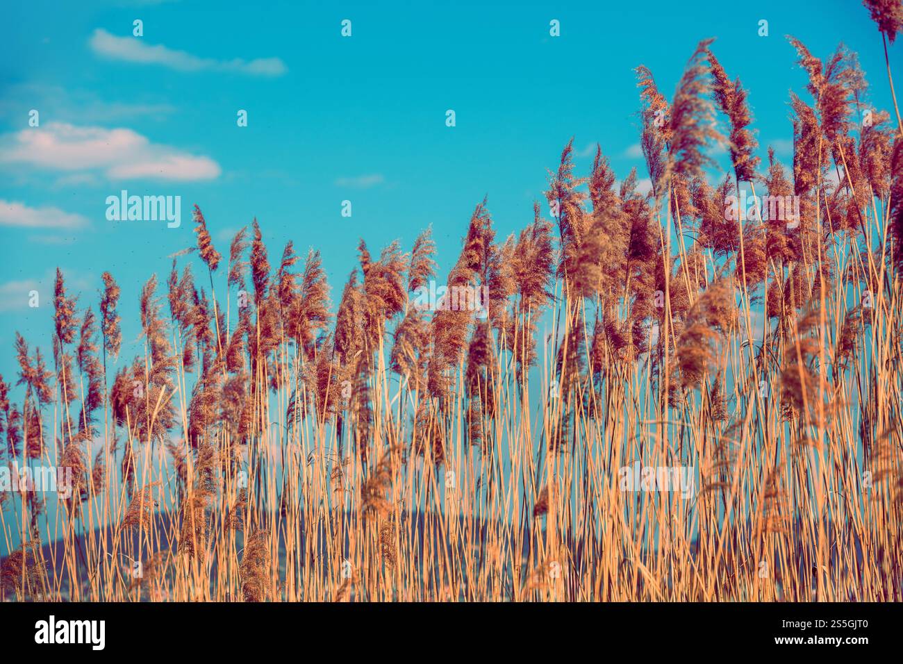 Nature background. Sedge on the lake. Rural landscape in spring Stock ...
