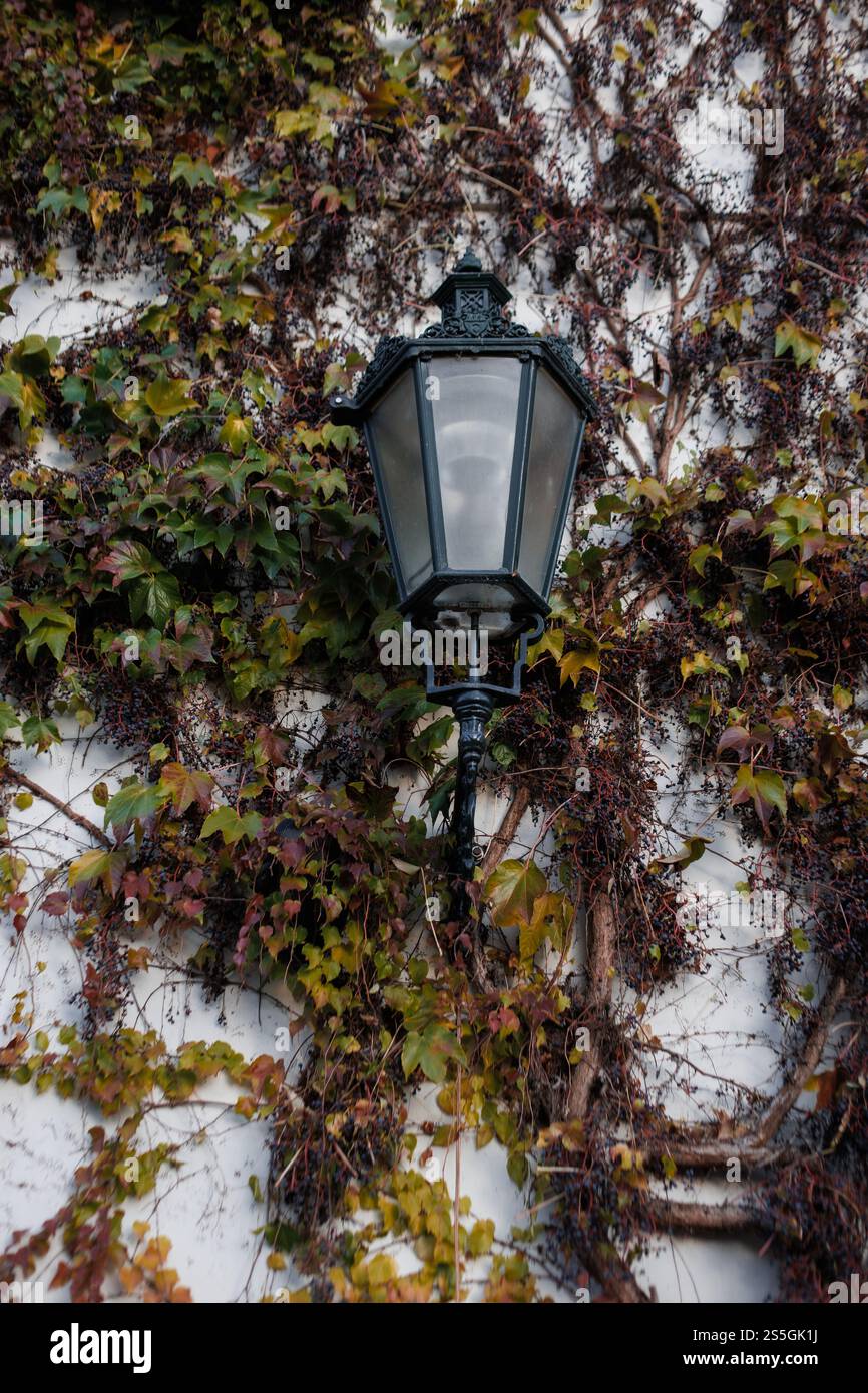 Old fashioned street lamp adorns a white wall embraced by vibrant ...