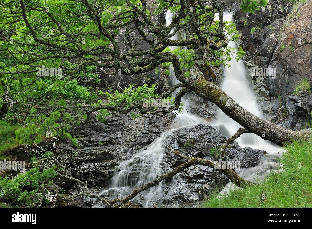 Eas Fors waterfall, with surrounding sessile oak trees (Quercus petraea ...