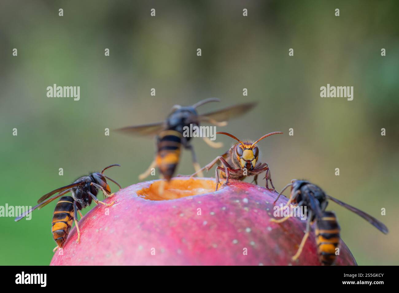 Asian hornets (Vespa velutina) destroy and eat damaged fruit, Asian ...