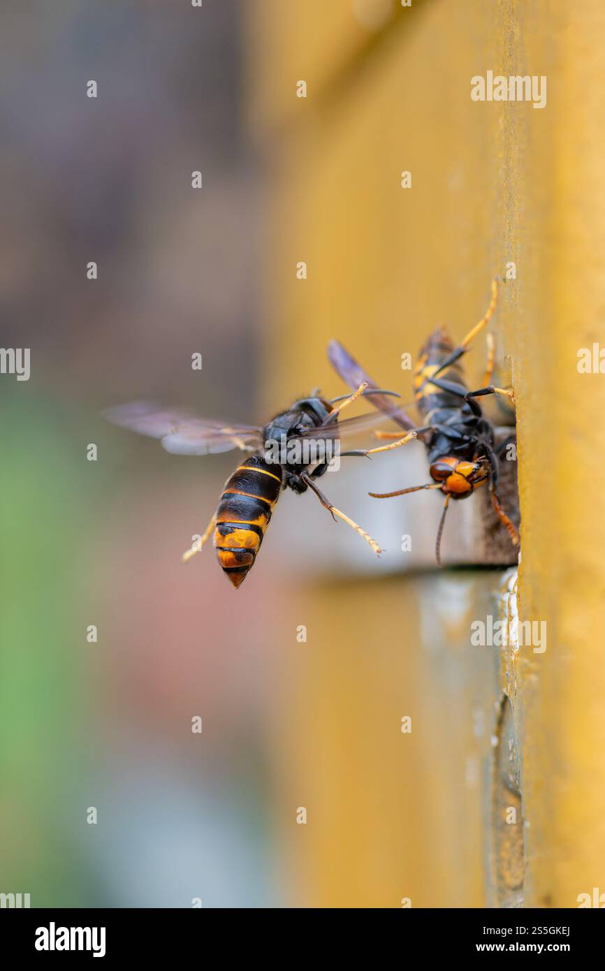 Asian hornet (Vespa velutina) flies at beehive, Flying Asian yellow ...