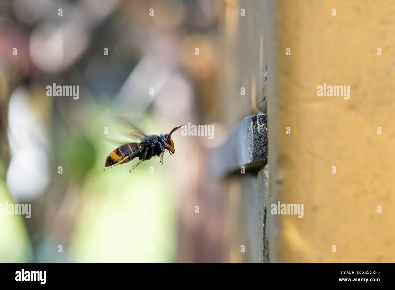 Asian hornet (Vespa velutina) flies at beehive, Flying Asian yellow ...