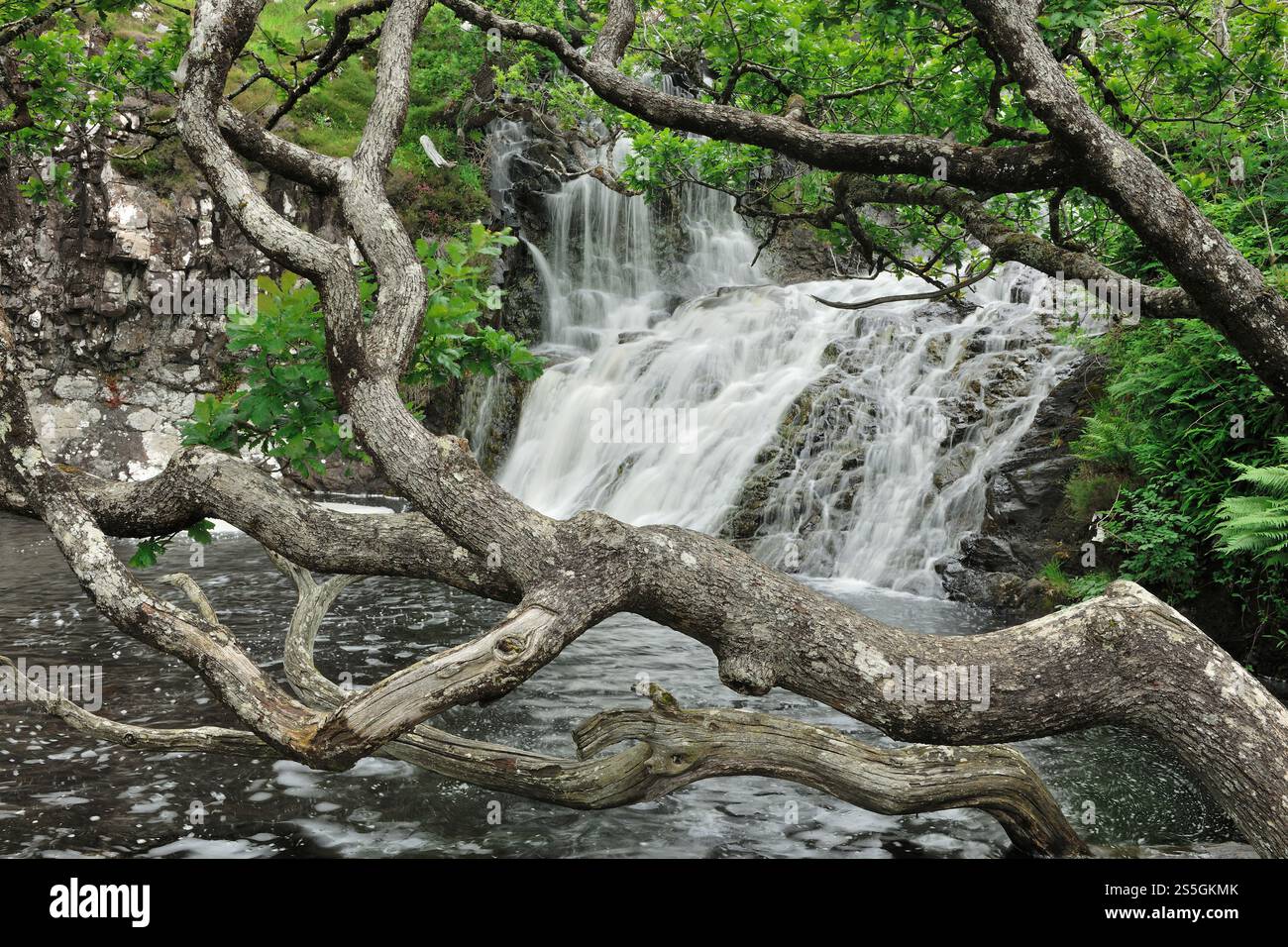 Eas Fors waterfall, with surrounding sessile oak trees (Quercus petraea ...