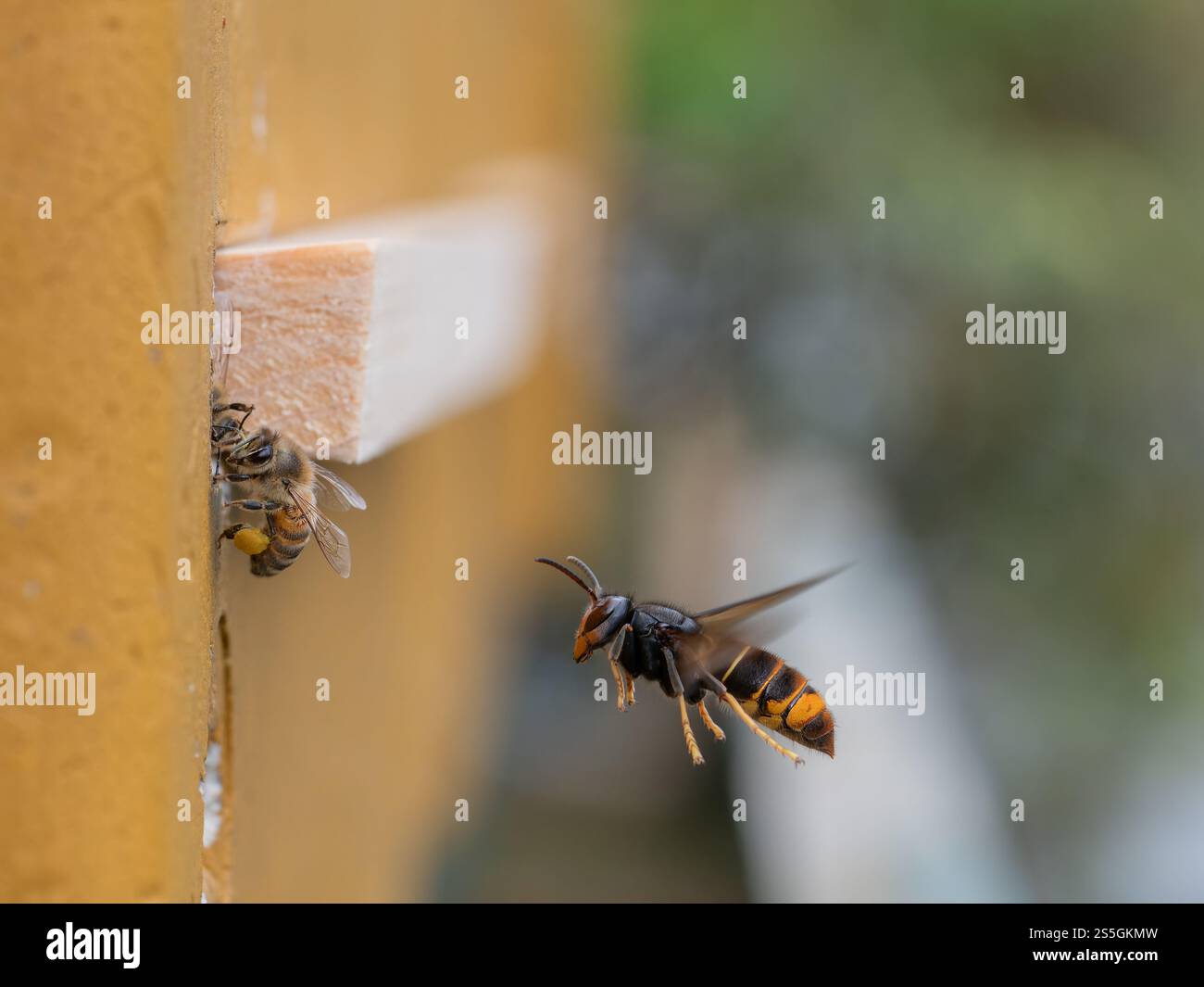 Flying Asian yellow legged hornet attack a beehive, Asian hornet (Vespa velutina) flies at ...