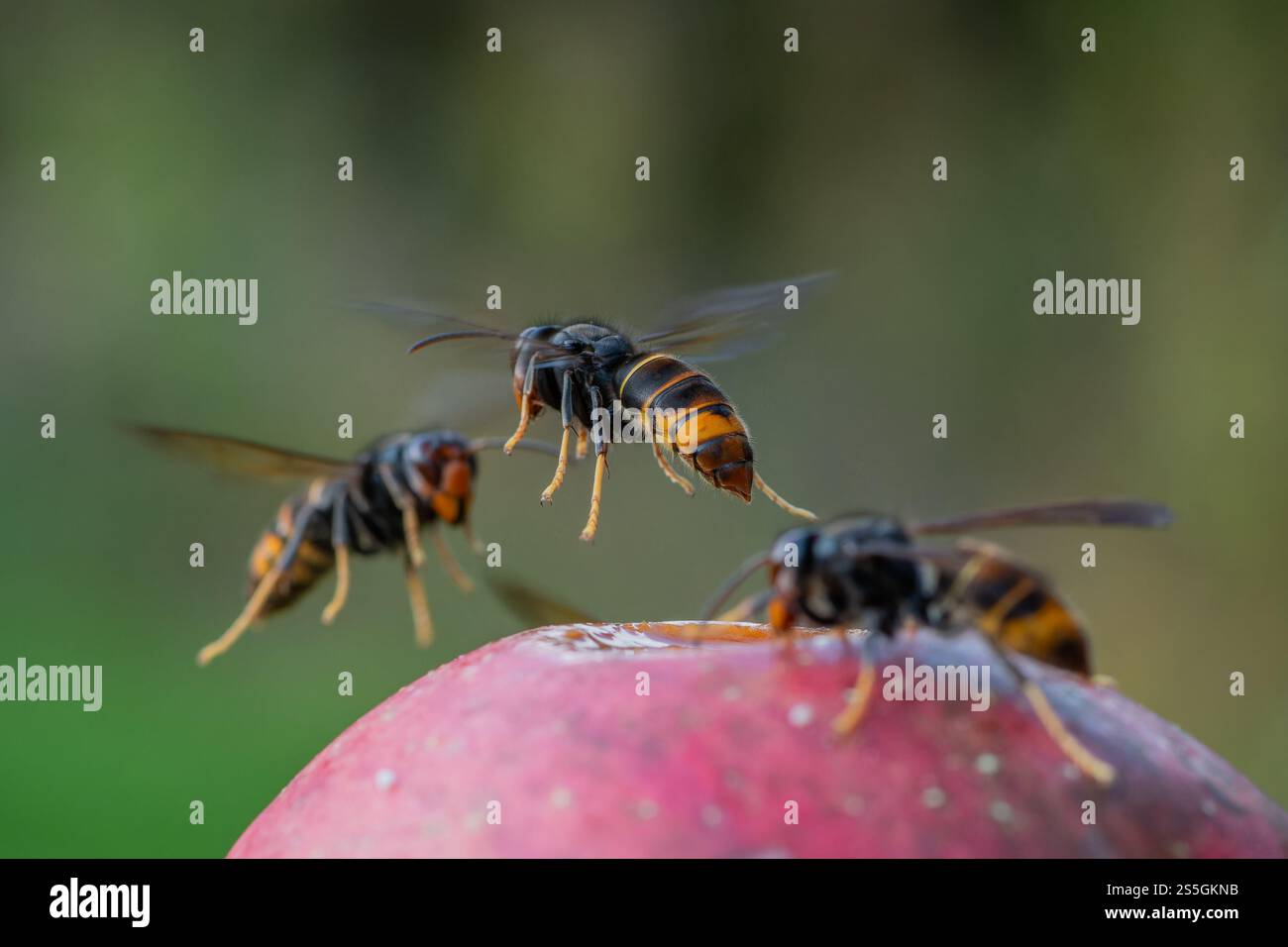Asian hornets (Vespa velutina) destroy and eat damaged fruit, Asian ...