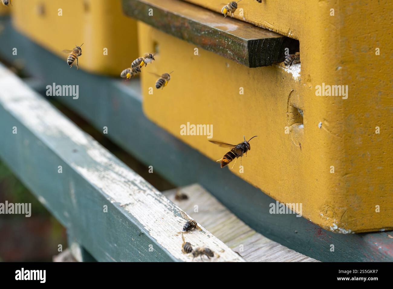 Flying Asian yellow legged hornet attack a beehive, Asian hornet (Vespa ...