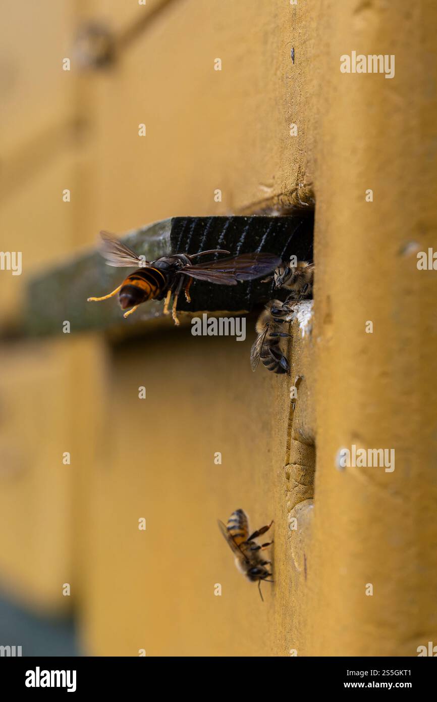 Flying Asian yellow legged hornet attack a beehive, Asian hornet (Vespa ...