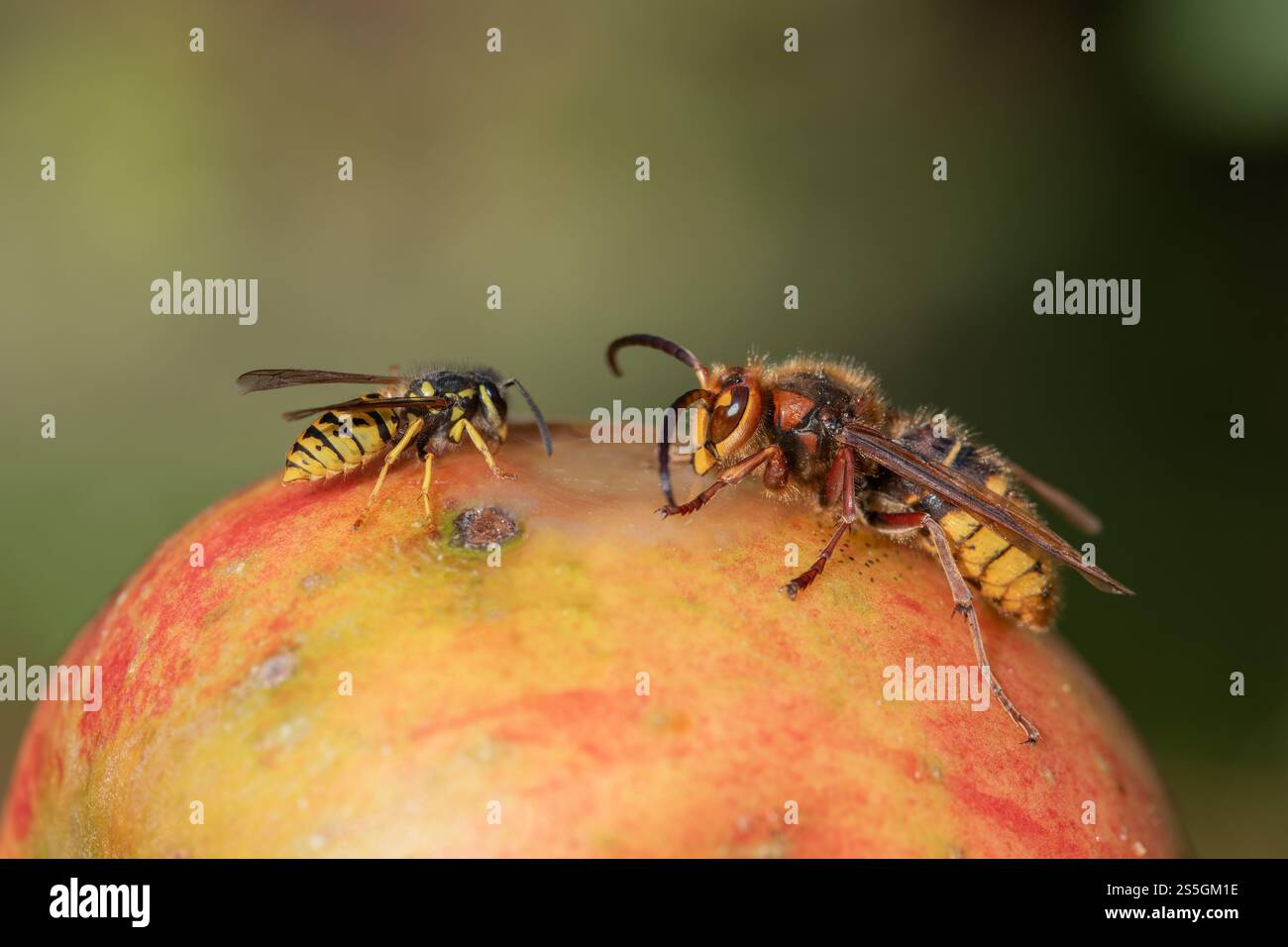 Large drone of a European hornet (Vespa crabro) and small wasp eating ...