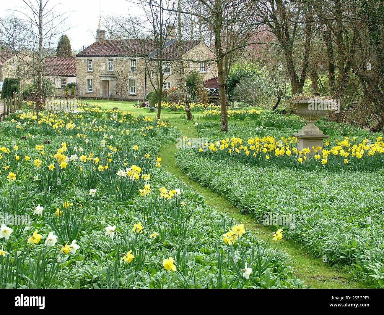 A beautiful spring display of daffodils in the garden of a house in a ...