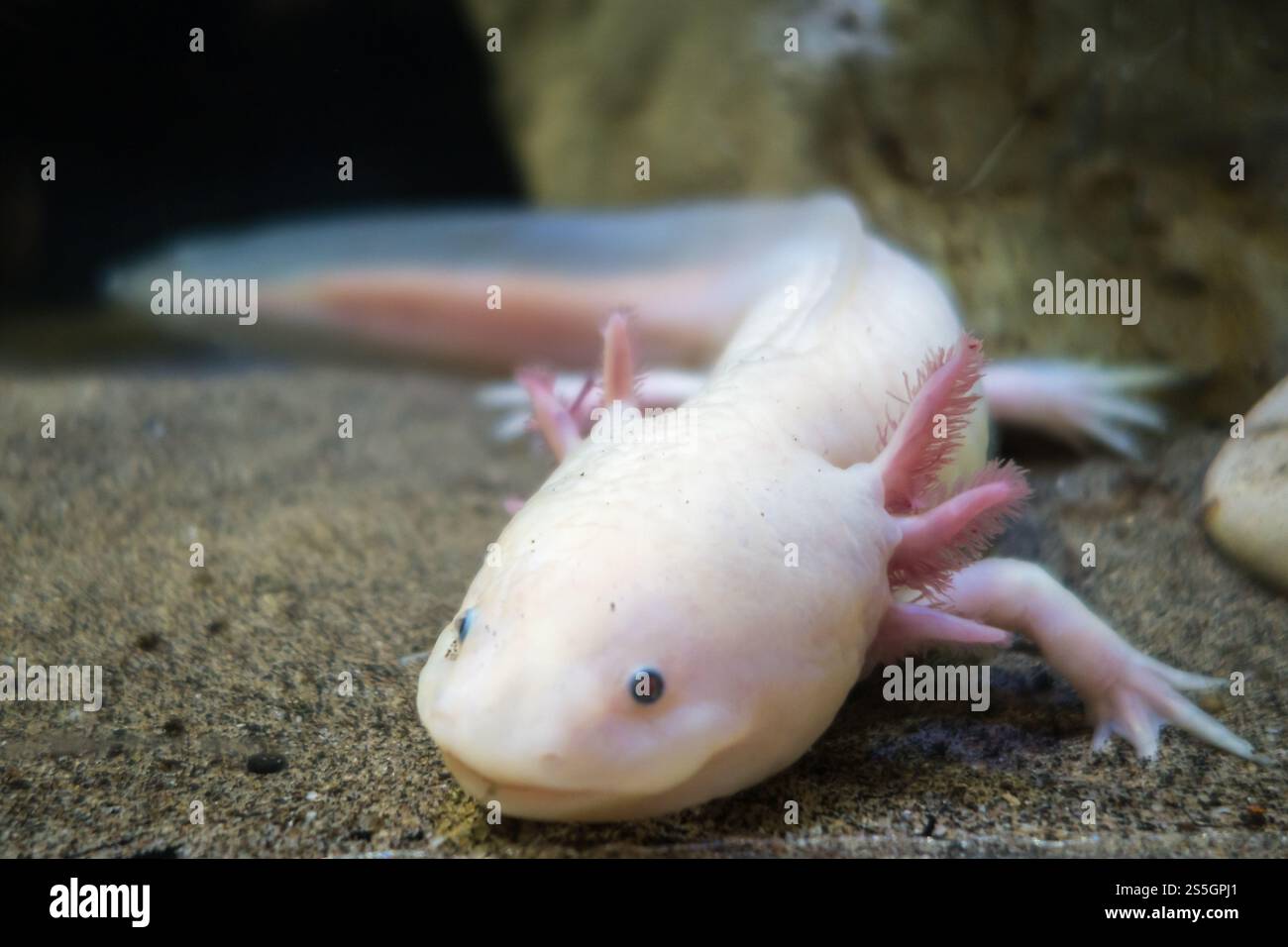Axolotl on the sand. Close up macro view. Axolotl on the sand Stock ...