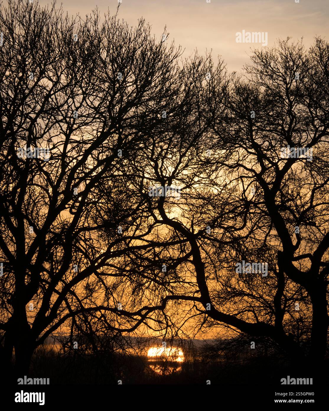 Low sun streaming spectacularly through trees by the Thames at Abingdon ...