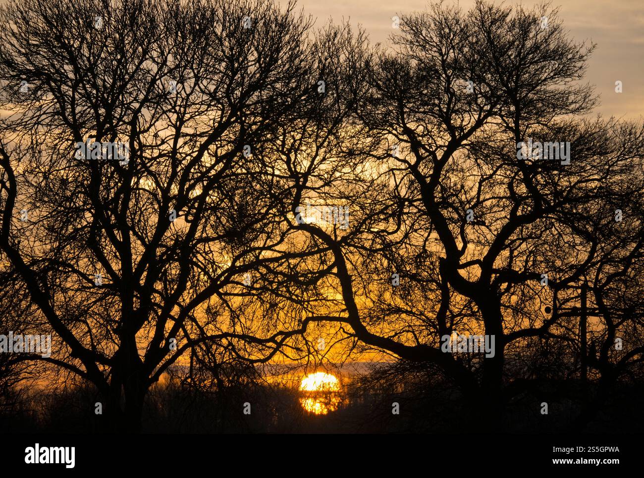 Low sun streaming spectacularly through trees by the Thames at Abingdon ...