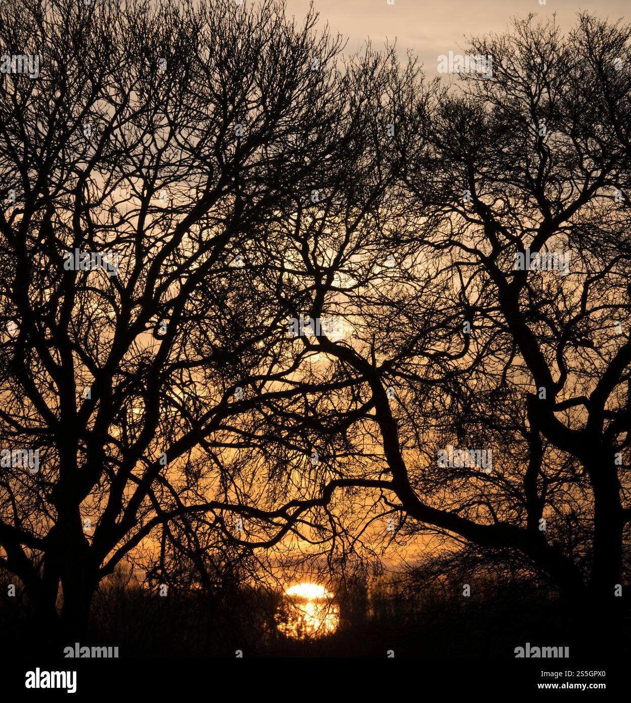 Low sun streaming spectacularly through trees by the Thames at Abingdon ...